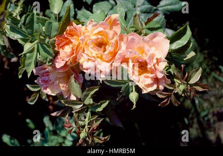 Rose (Rosa Paul Cezanne), Rosaceae Stock Photo - Alamy