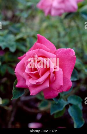 Rose (Rosa Sarah), Rosaceae Stock Photo - Alamy