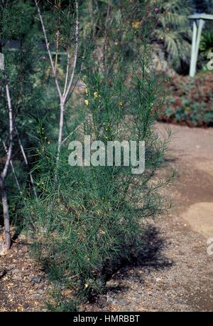 Alyogyne hakeifolia, yellow form, Malvaceae Stock Photo - Alamy