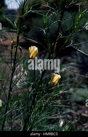 Alyogyne hakeifolia, yellow form, Malvaceae Stock Photo - Alamy