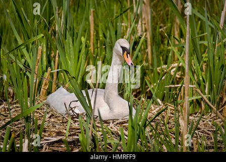 a white mute swan nesting Stock Photo: 103001267 - Alamy
