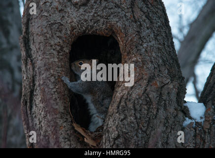 Squirrel looking from nest in the tree in winter Stock Photo - Alamy