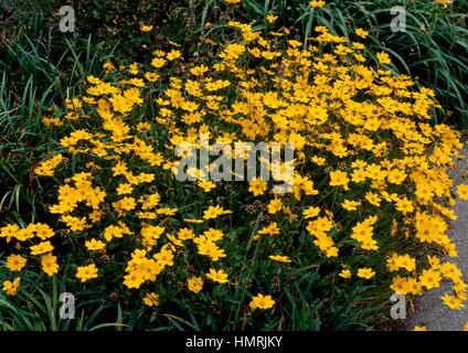 Ear-leaved tickseed (Coreopsis auriculata Nana), Asteraceae Stock Photo ...