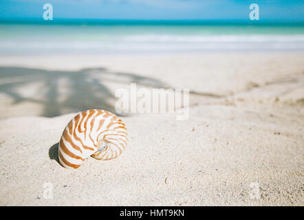 nautilus shell on golden beach sand and glitter seascape background ...
