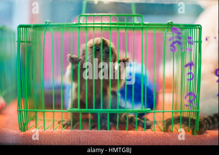 Small monkey in a cage, Chatuchak market, Bangkok Stock Photo - Alamy