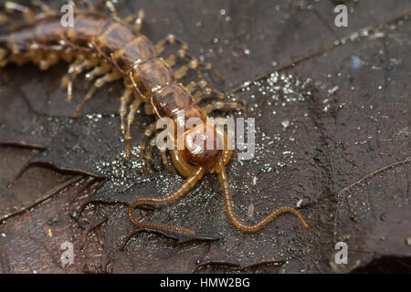 Close-up of banded centipede (Lithobius variegatus), UK Stock Photo - Alamy