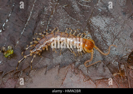 Close-up of banded centipede (Lithobius variegatus), UK Stock Photo - Alamy