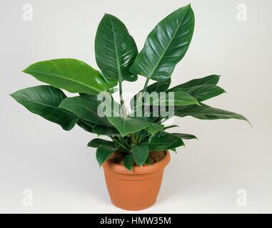 Philodendron (Philodendron Emerald Red), Araceae Stock Photo - Alamy