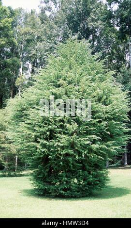 Mexican White Cedar (Cupressus lusitanica), Cupressaceae Stock Photo ...