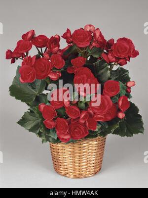 Houseplants - Begoniaceae. Tuberous begonia (Begonia tuberhybrida ...