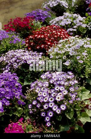 Cineraria (Senecio cruentus, Pericallis cruenta or Pericallis x hybrida ...