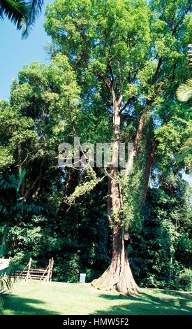 Tembusu (Fagraea fragrans), Genzianaceae Stock Photo - Alamy