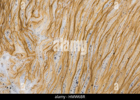 Organic scum forming dirty foam on surface of river water, near shore ...