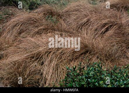 Weeping brown sedge (Carex flagellifera), Cyperaceae Stock Photo - Alamy