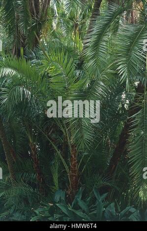 Senegal Palm (Phoenix reclining), Arecaceae Stock Photo - Alamy