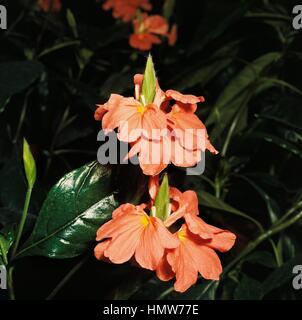 Firecracker flower or Tropic flame (Crossandra infundibuliformis Stock ...