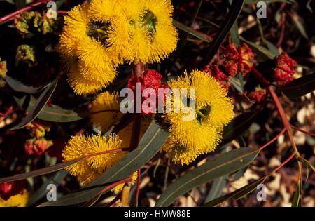 Flowers and leaves of Fuchsia Gum (Eucalyptus forrestiana), Myrtaceae ...