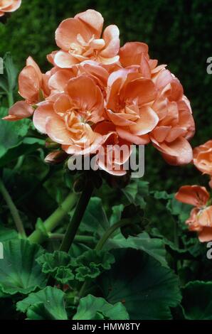 Horseshoe geranium or Horseshoe stork's bill (Pelargonium zonale ...