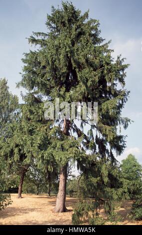 Morinda Spruce or West Himalayan Spruce Cones, Picea Smithiana Stock ...