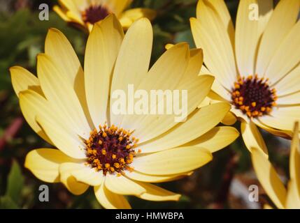 Glandular Cape marigold or Cape marigold (Dimorphotheca aurantiaca or ...