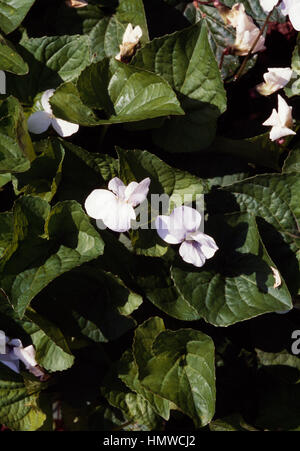 Sweet Violet (Viola odorata), Violaceae Stock Photo - Alamy