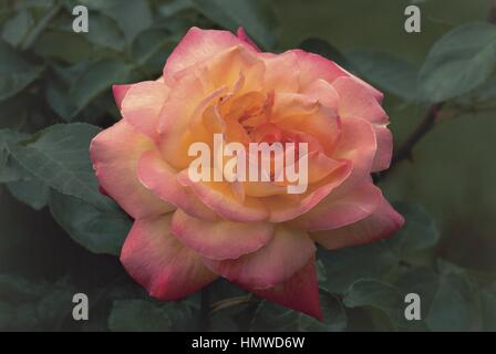 Botany - Rosaceae - Antigone rose Stock Photo - Alamy