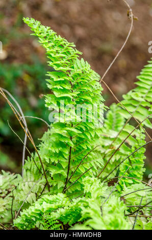 Clean and sharp ferns leaves green foliage natural floral fern ...