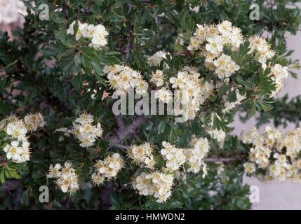 Mediterranean-medlar (Crataegus azarolus), Rosaceae Stock Photo - Alamy