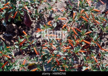 Cigar Plant - Cigar Flower - Firecracker Plant - Mexican Cigar Stock ...
