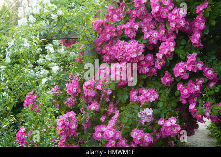 Pink climbing rose American Pillar on stone wall Stock Photo - Alamy