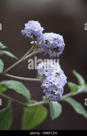 Heliotrope flowers bloom in garden Stock Photo - Alamy