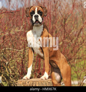 Boxer, undocked tail, uncropped Stock Photo - Alamy
