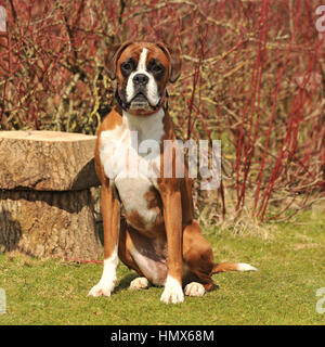 Boxer, undocked tail, uncropped Stock Photo - Alamy