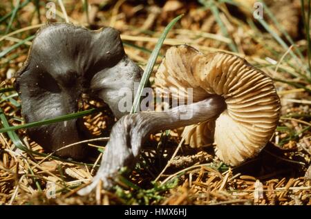 Entoloma nitidum fungus with the colours of the cap and stem contrasted ...