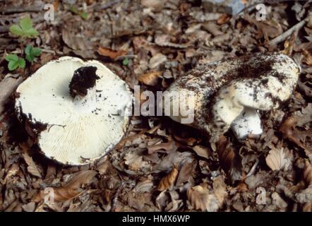 Milk-white Russula mushroom, fungus (Russula delica Stock Photo ...