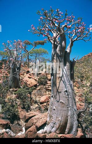 Adenium obesum var socotranum, Apocynaceae, Socotra Island (Unesco ...