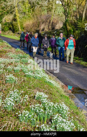 Snowdrops, in the village of Compton Valence, Dorset Stock Photo - Alamy