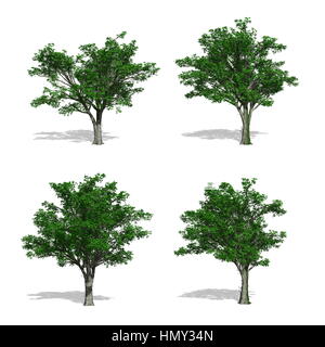 Elm trees, isolated on white background Stock Photo - Alamy