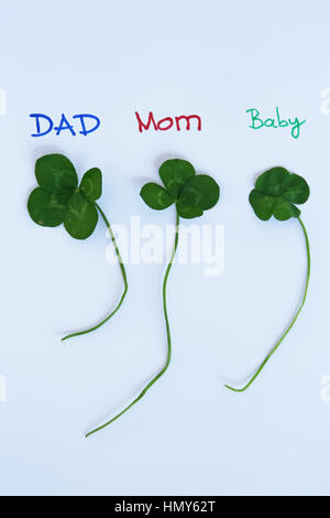 Family Shamrock. Shamrock on a white paper Stock Photo - Alamy