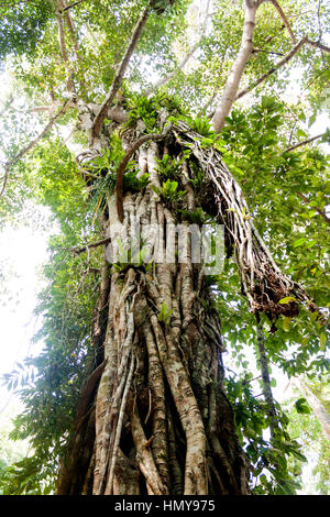 Amazing Kuang Si waterfall near touristic Luang Prabang in Laos ...