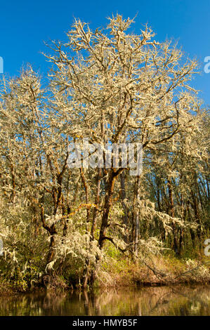 Coyote Creek, Fern Ridge Wildlife Area, Oregon Stock Photo - Alamy