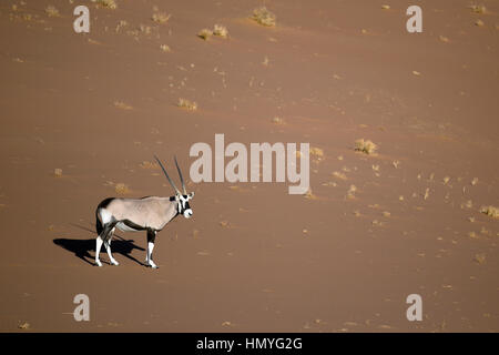 Oryx walking through the dunes of Sossusvlei Stock Photo - Alamy