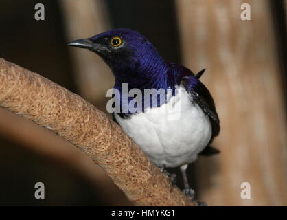 African Violet backed starling, also Amethyst starling Stock Photo ...