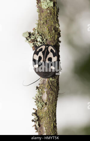 Question Mark Cockroach (Therea olegrandjeani), cut-out, India Stock ...