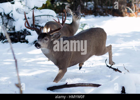Mule deer buck running in snow, California, Yosemite National Park ...