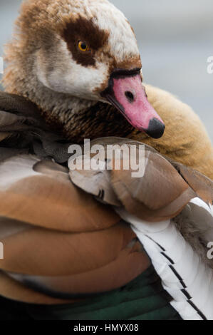 Lone Egyptian goose (Alopochen aegyptiaca) swimming about in a lake at ...