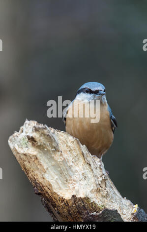 A close-up of an adorable tiny Nuthatch bird sitting on a tree branch ...