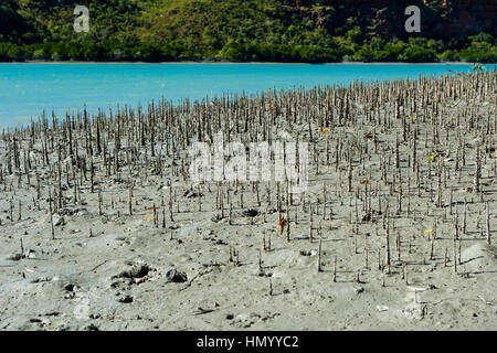 Pneumatophores are the aerial root systems that allow mangroves to get ...