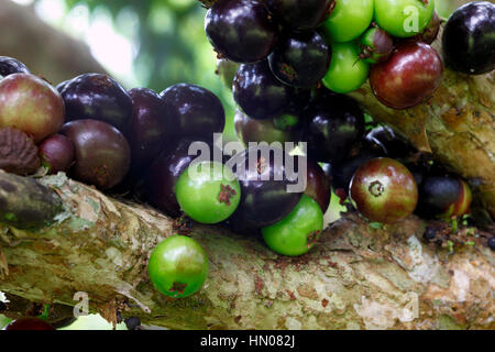 Jabuticaba fruits of the Jabuticabeira tree or Brazilian Grape Tree ...