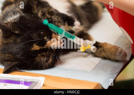 Cat under anesthesia in veterinary office during operation Stock Photo ...
